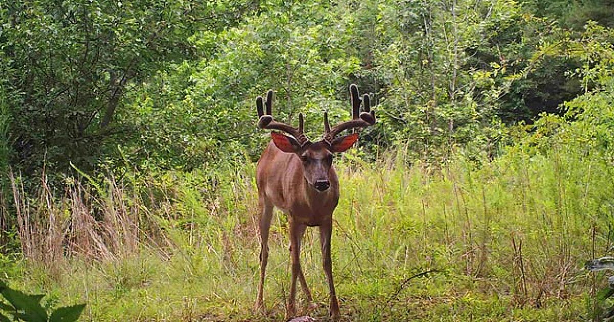 More Than 500 Deer Euthanized Over Disease Fears | Grand View Outdoors