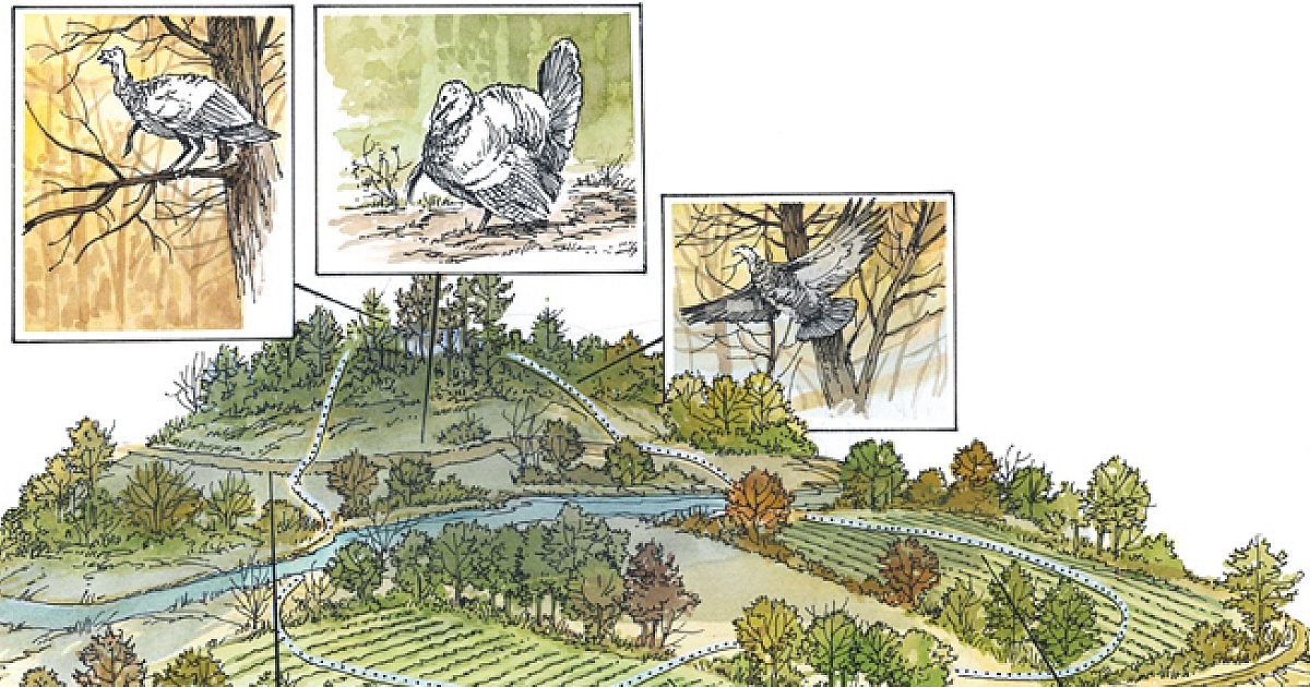 Wild Turkey Daily Routine During Breeding… | Grand View Outdoors