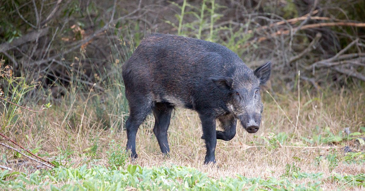 LSU Professor Develops Effective Bait to Kill… | Grand View Outdoors