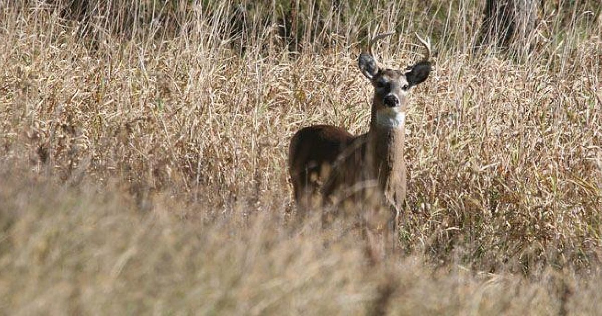Will Quality Deer Management Work For You? | Grand View Outdoors